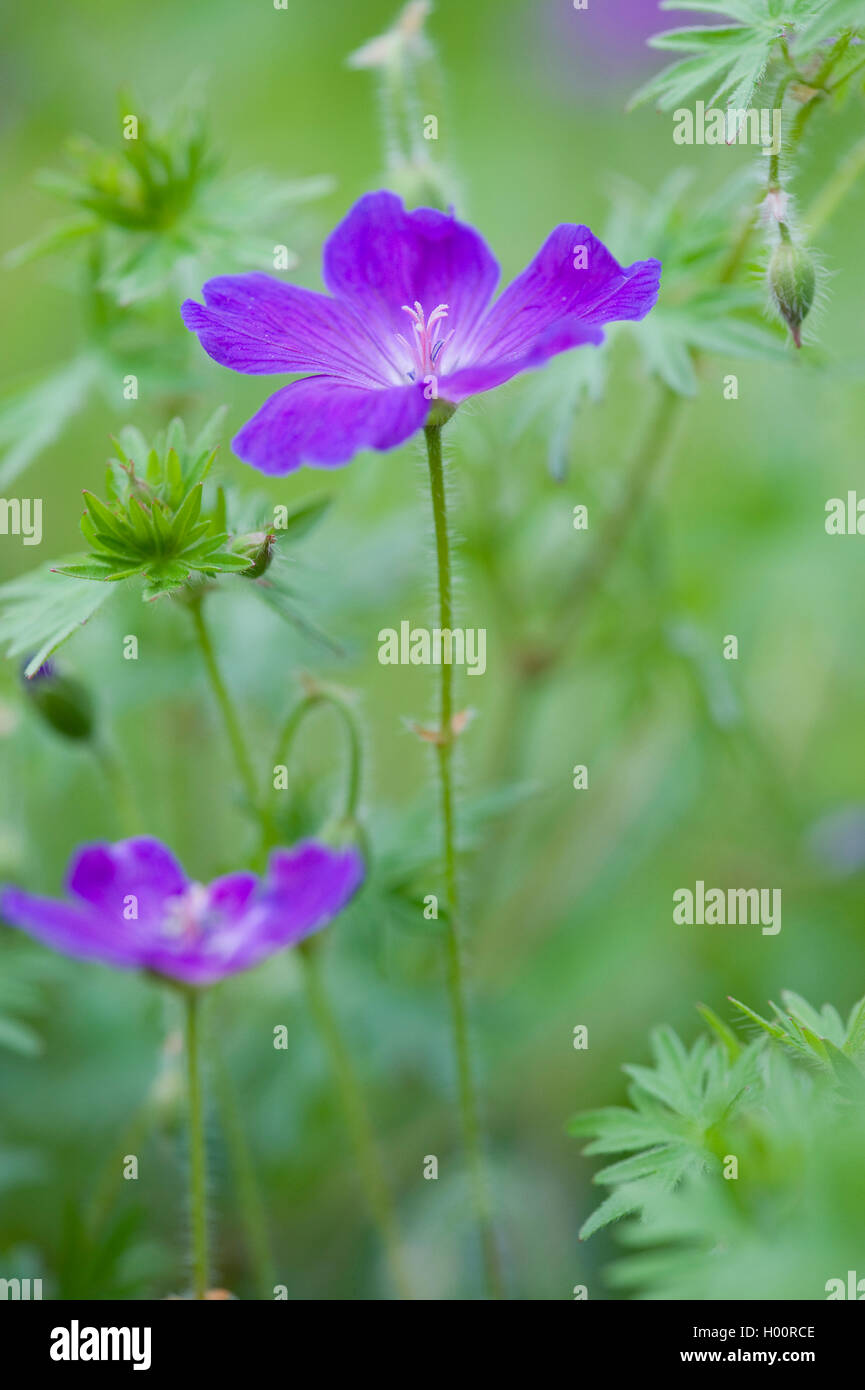 bloody cranesbill, blood-red cranesbill (Geranium sanguineum), blooming ...