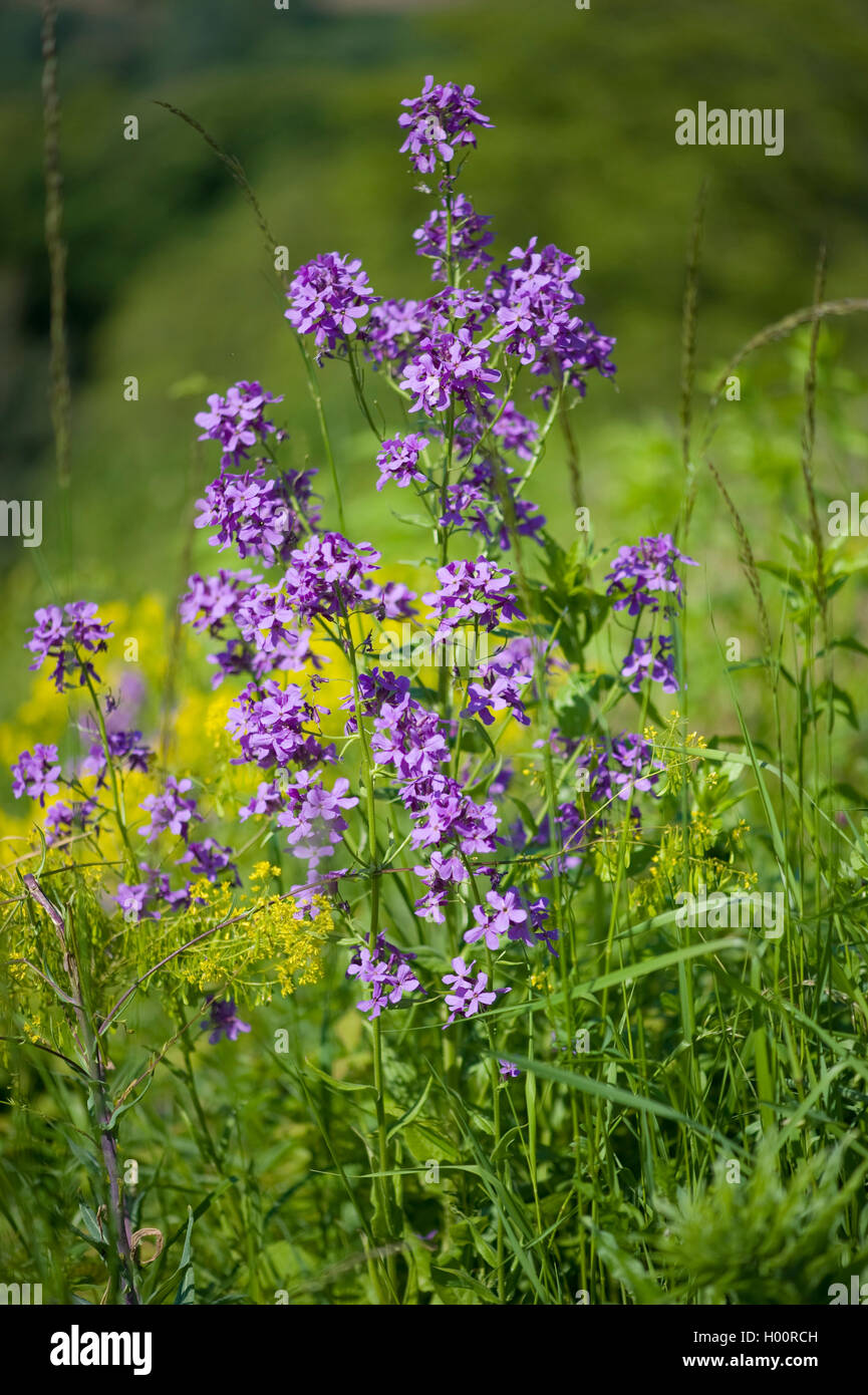 dame's-rocket, dame's-violet, garden rocket, Dame's rocket (Hesperis ...