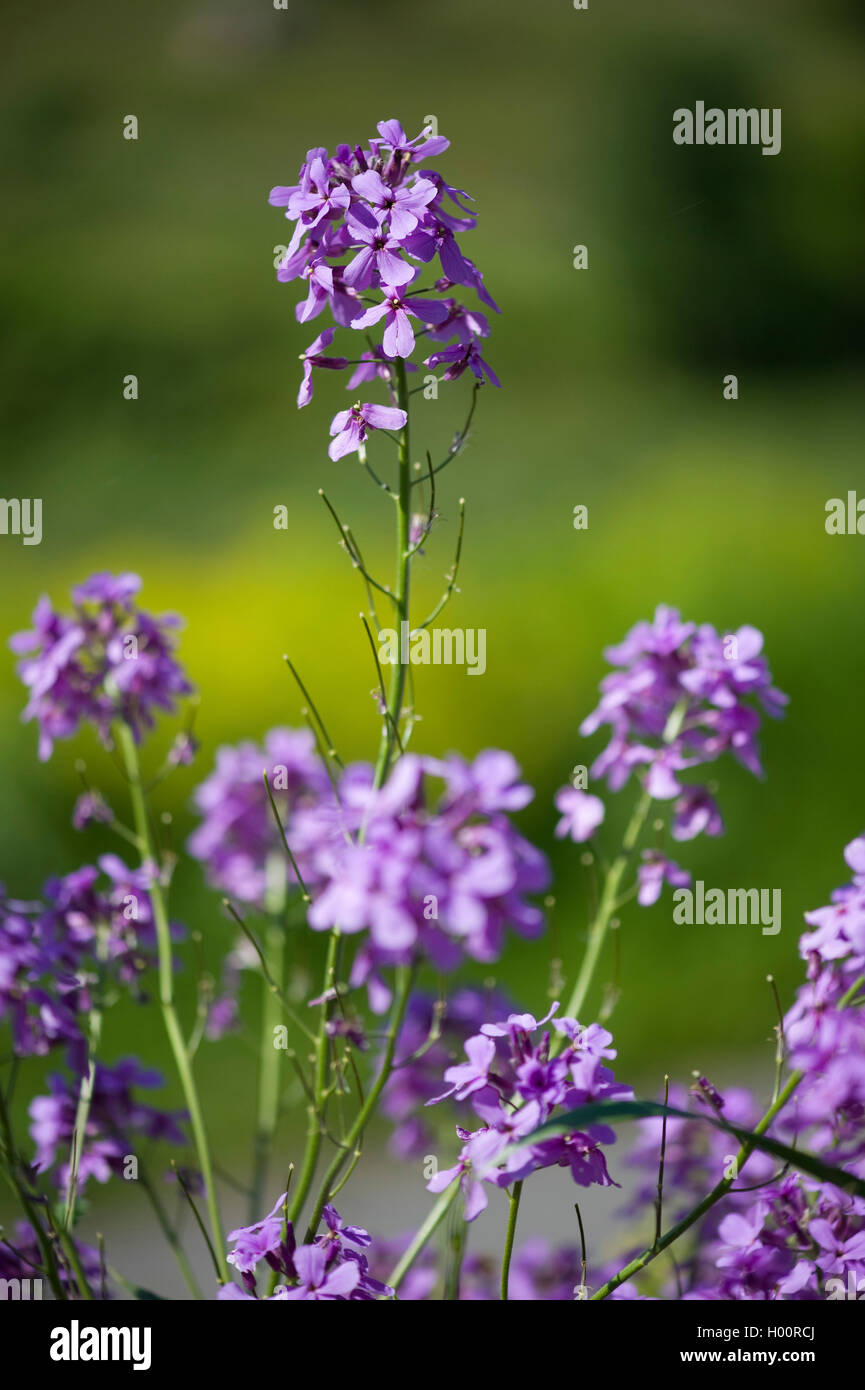 dame's-rocket, dame's-violet, garden rocket, Dame's rocket (Hesperis ...