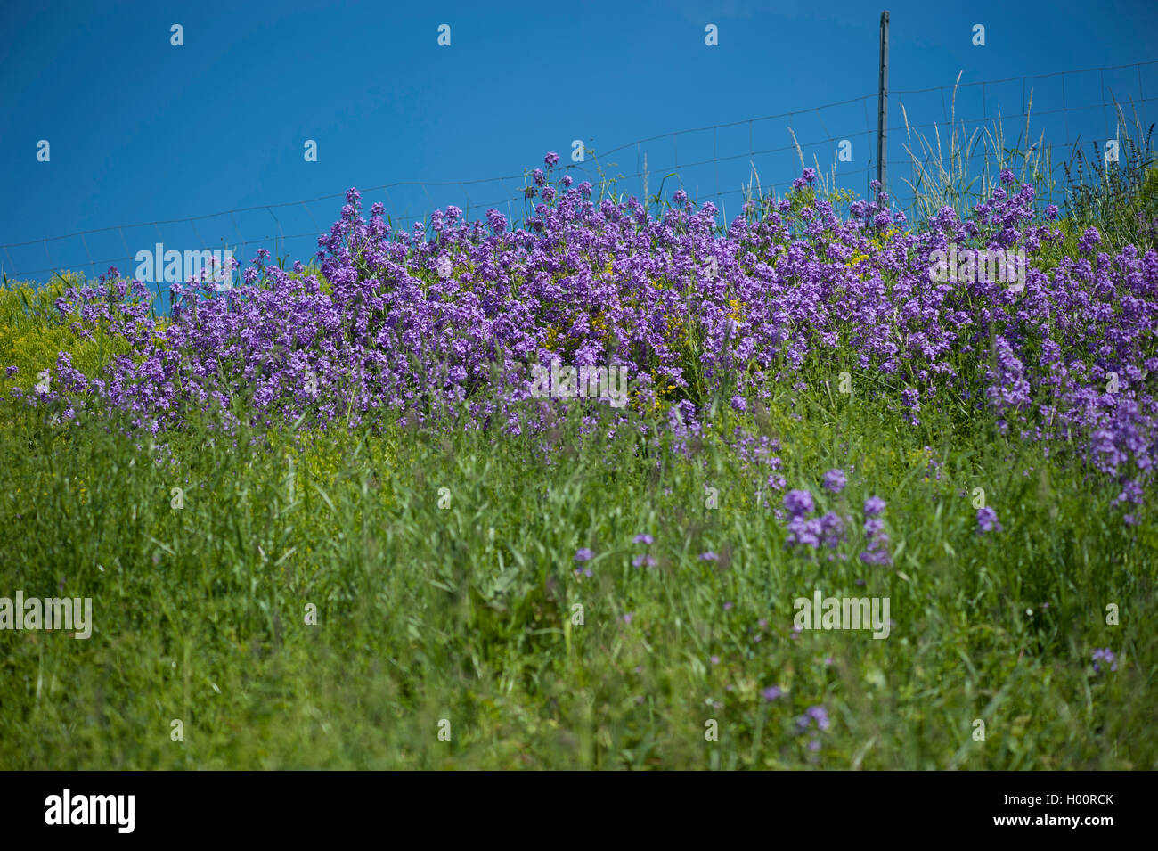 dame's-rocket, dame's-violet, garden rocket, Dame's rocket (Hesperis ...