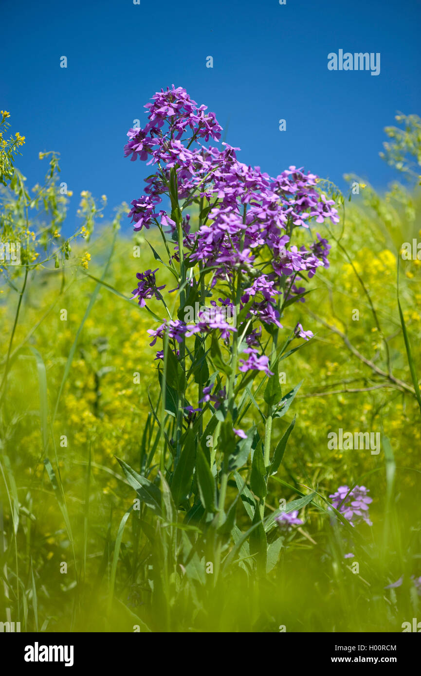 dame's-rocket, dame's-violet, garden rocket, Dame's rocket (Hesperis ...