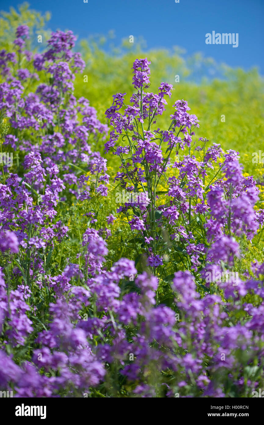 dame's-rocket, dame's-violet, garden rocket, Dame's rocket (Hesperis ...
