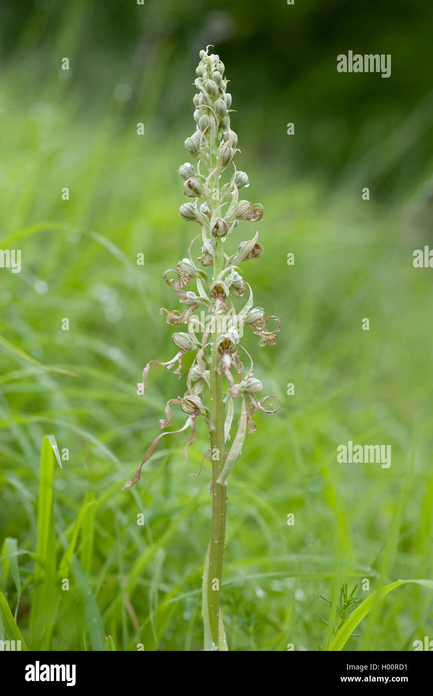 lizard orchid (Himantoglossum hircinum), inflorescence, Germany Stock ...
