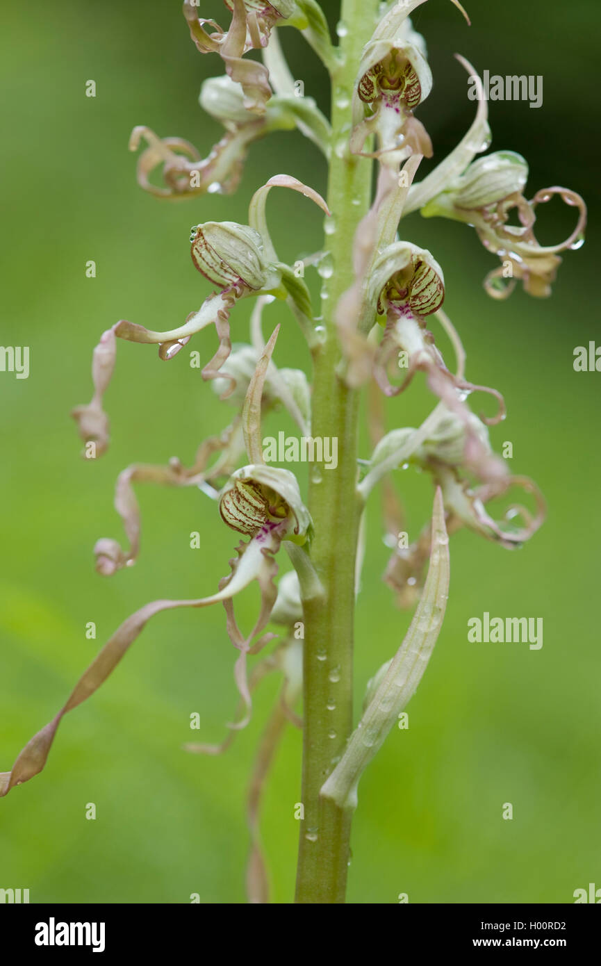 lizard orchid (Himantoglossum hircinum), flowers, Germany Stock Photo ...
