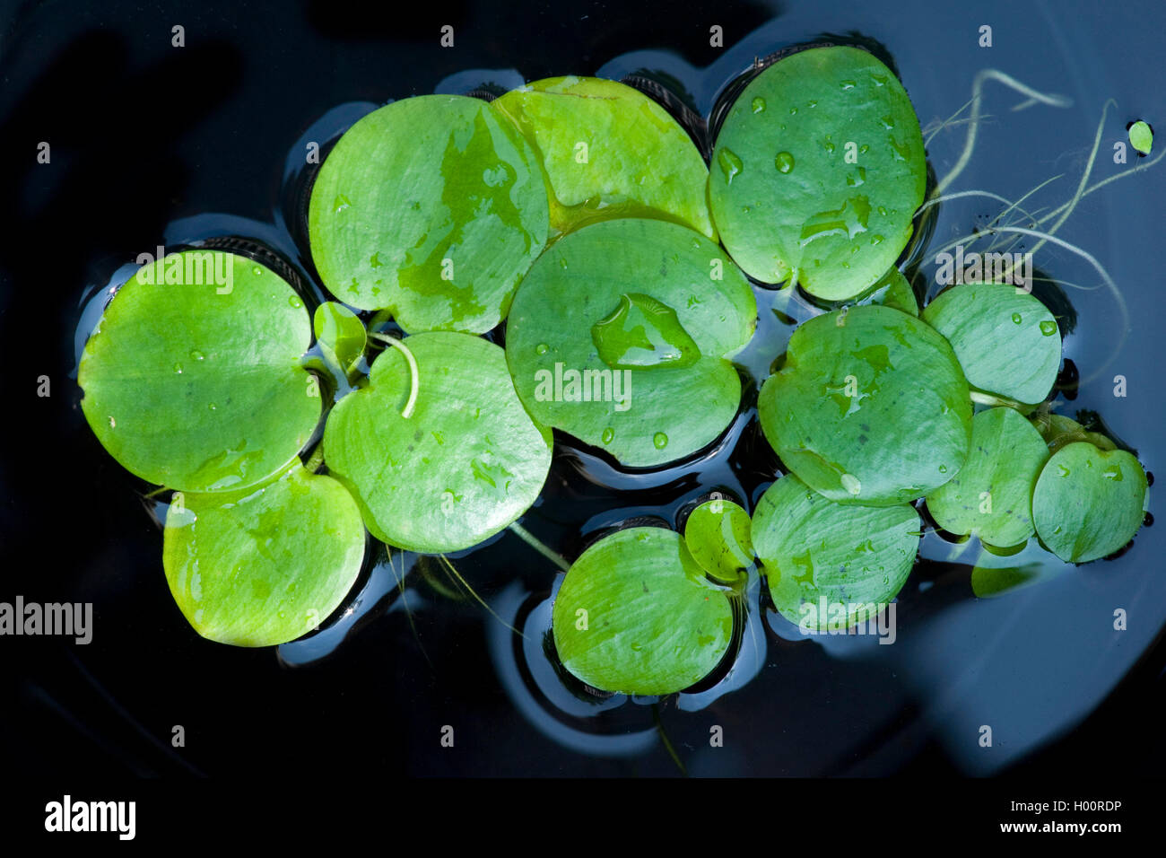 South america frogbit limnobium hi-res stock photography and images - Alamy