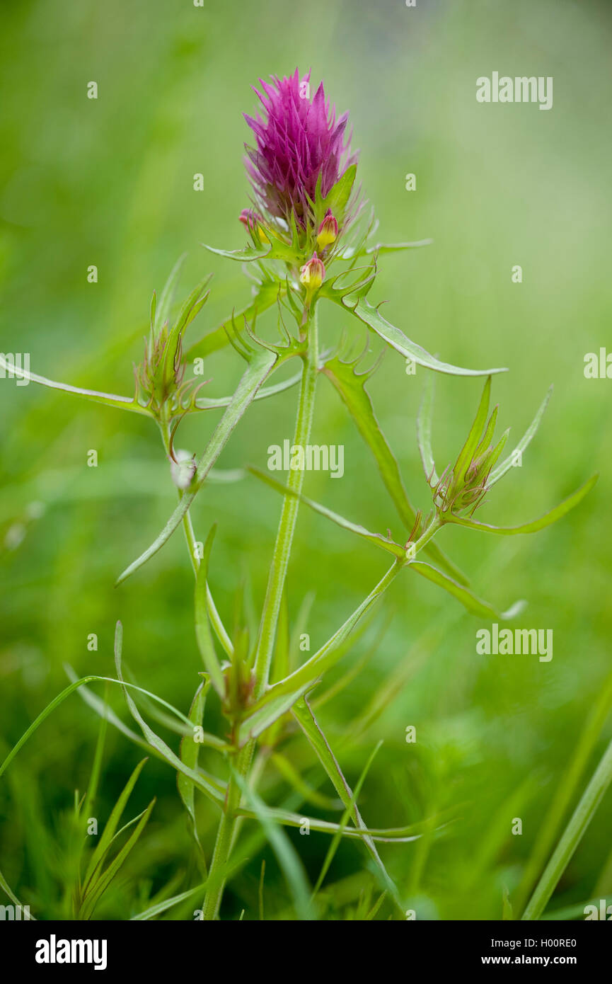 field cow-wheat (Melampyrum arvense), blooming, Germany Stock Photo - Alamy