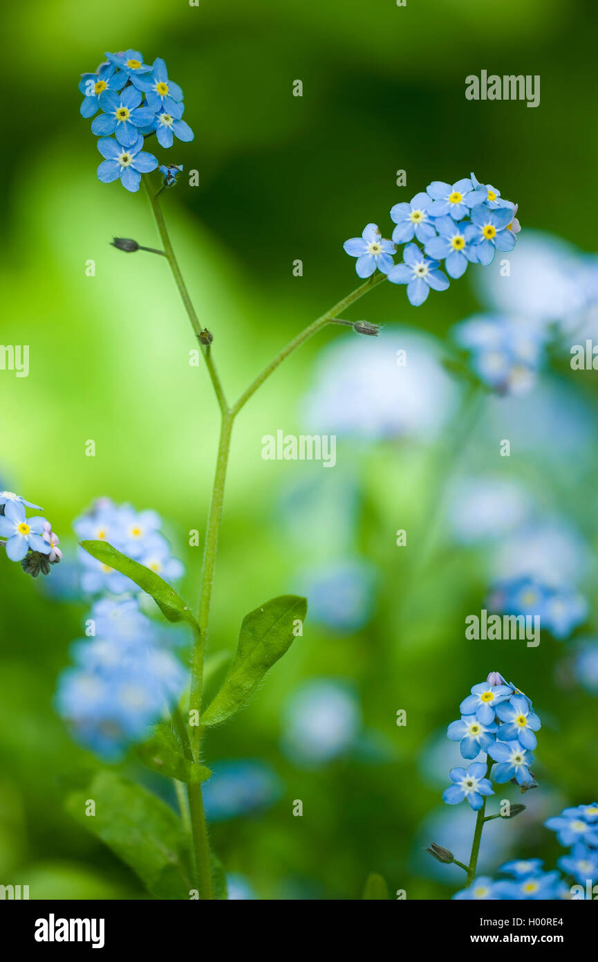wood forget-me-not, woodland forget-me-not (Myosotis sylvatica ...