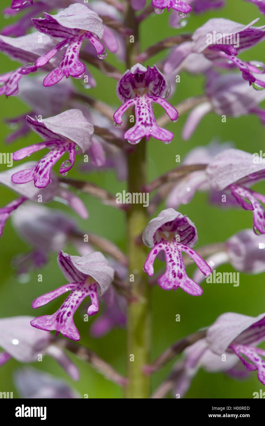 military orchid (Orchis militaris), flowers, Germany Stock Photo - Alamy
