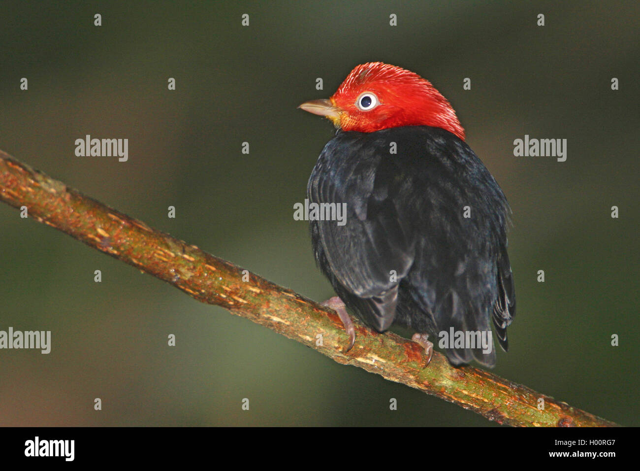 Costa rican manakins hi-res stock photography and images - Alamy