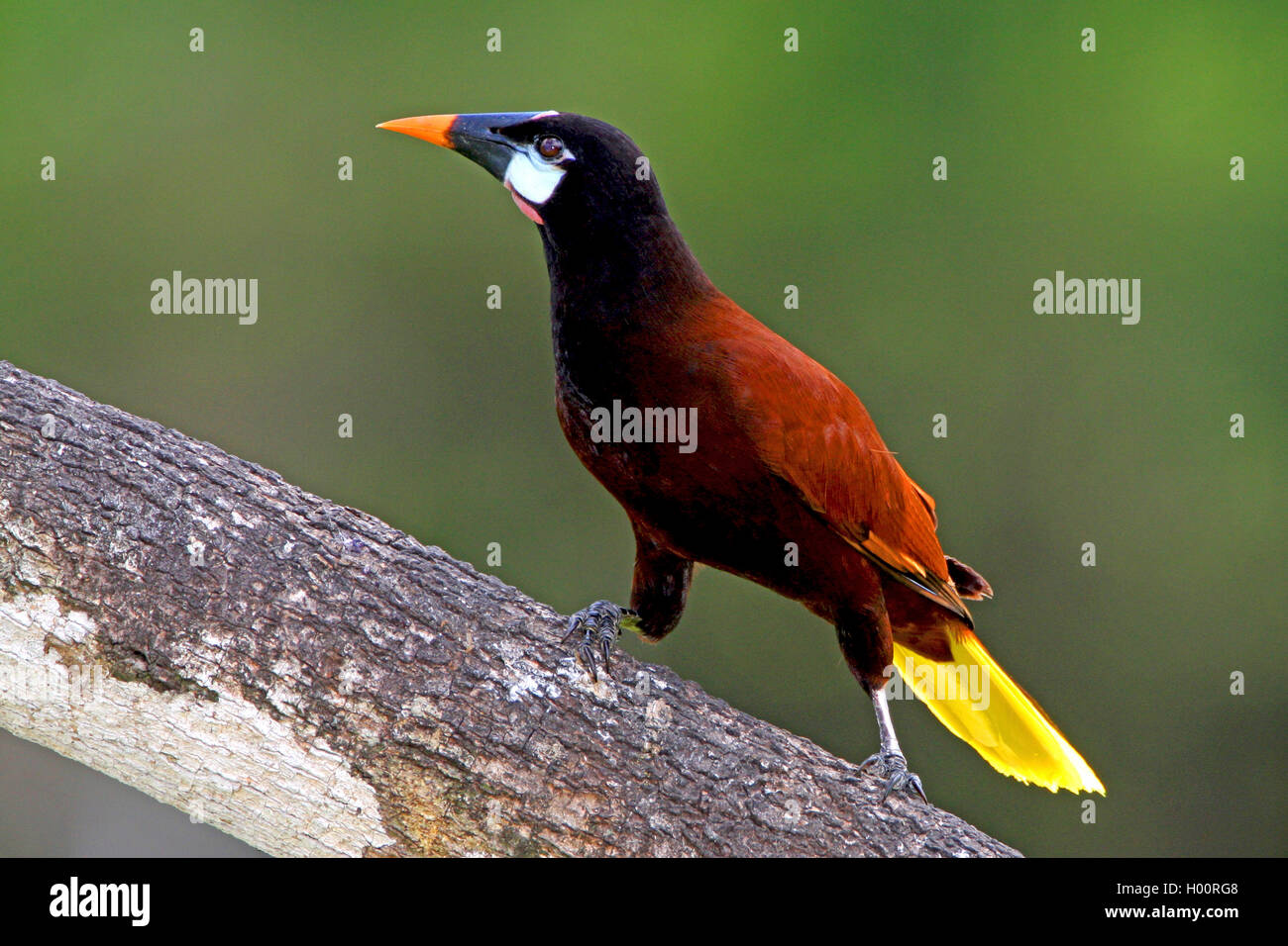 Montezuma oropendola hi-res stock photography and images - Alamy