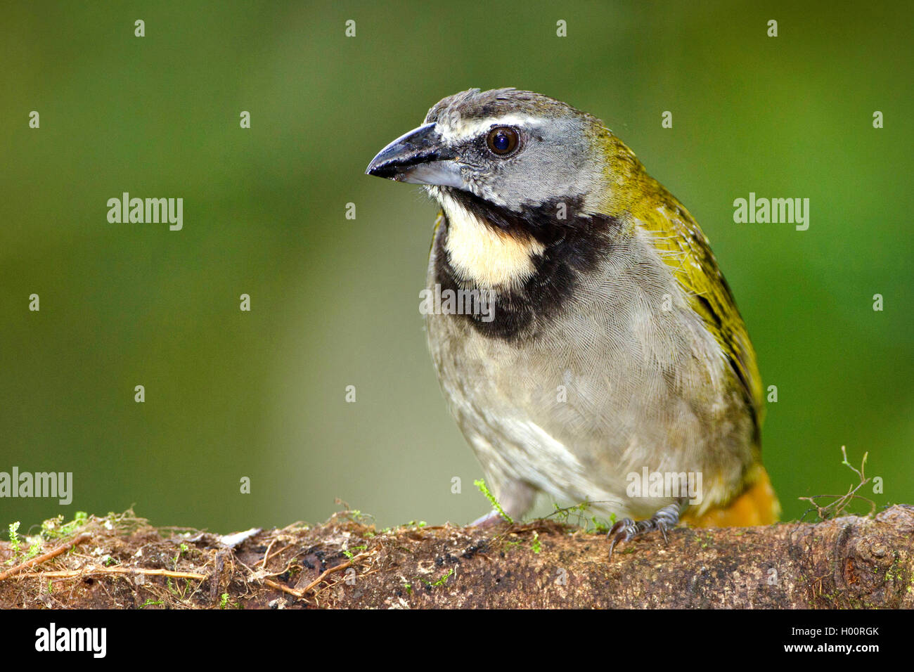buff-throated saltator (Saltator maximus), sits on a branch, Costa Rica ...