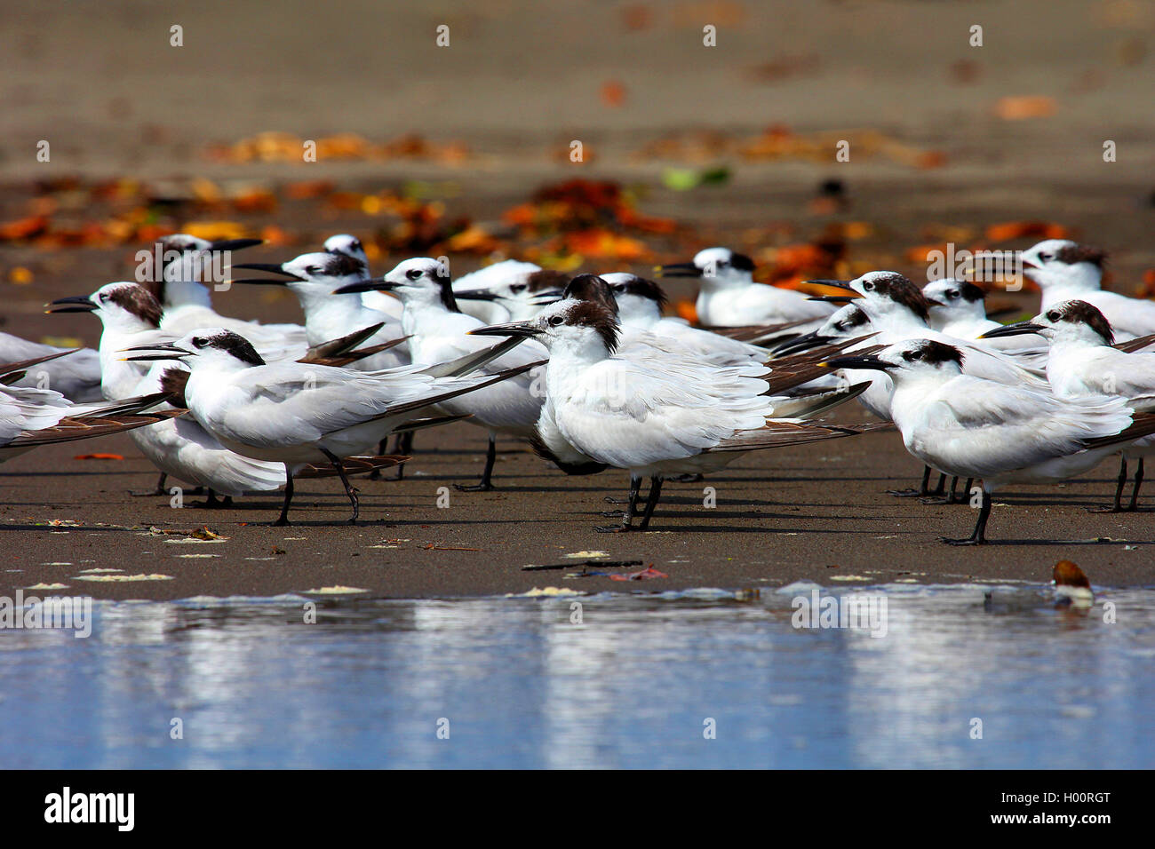sandwich tern (Sterna sandvicensis, Thalasseus sandvicensis), group on ...