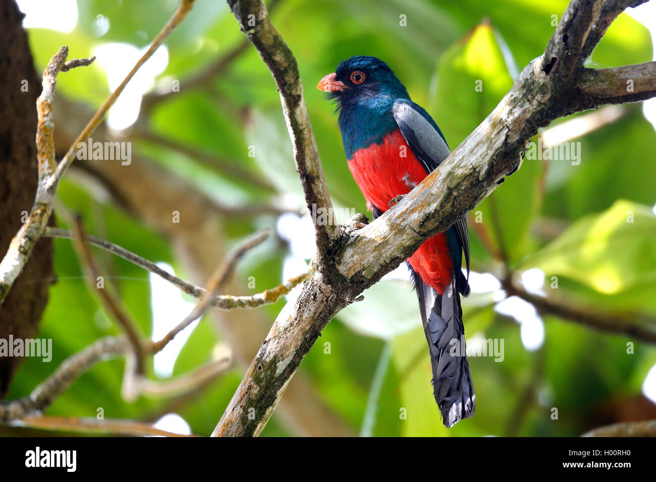 slaty-tailed trogon (Trogon massena), male, Costa Rica Stock Photo - Alamy