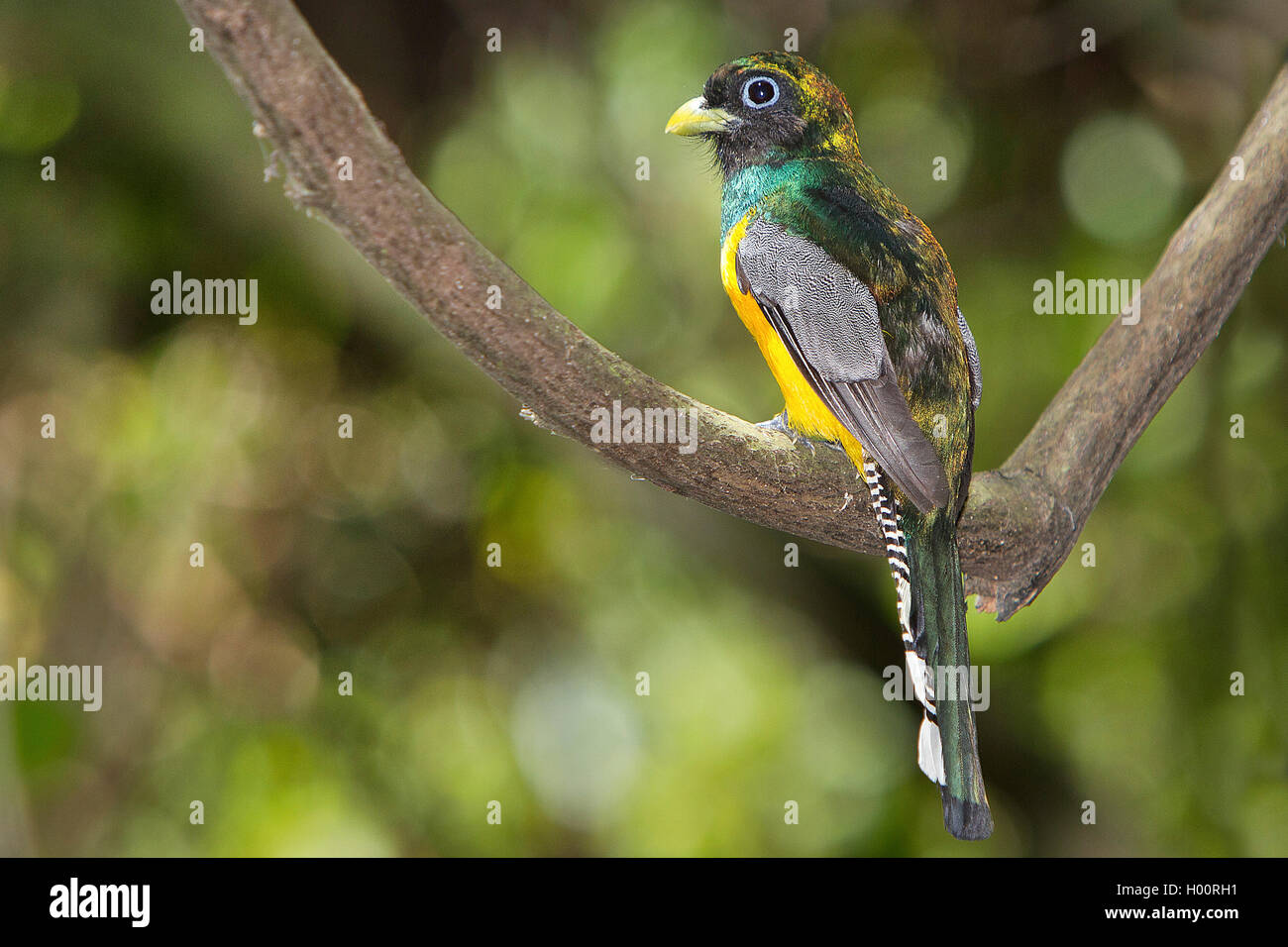 black-throated trogon (Trogon rufus), male, Costa Rica Stock Photo - Alamy