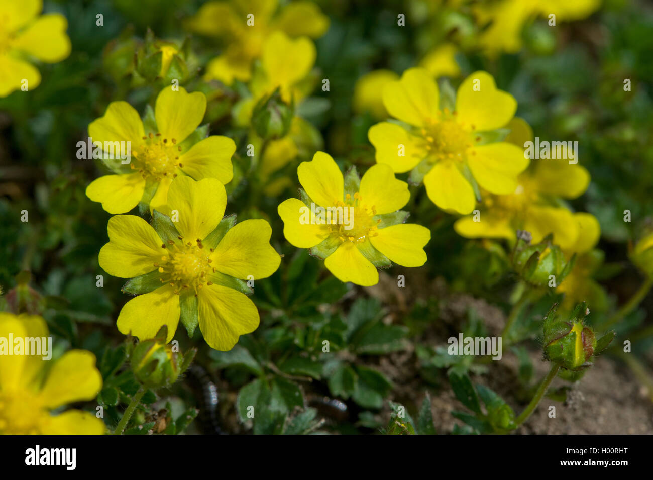 Potentilla neumanniana hi-res stock photography and images - Alamy