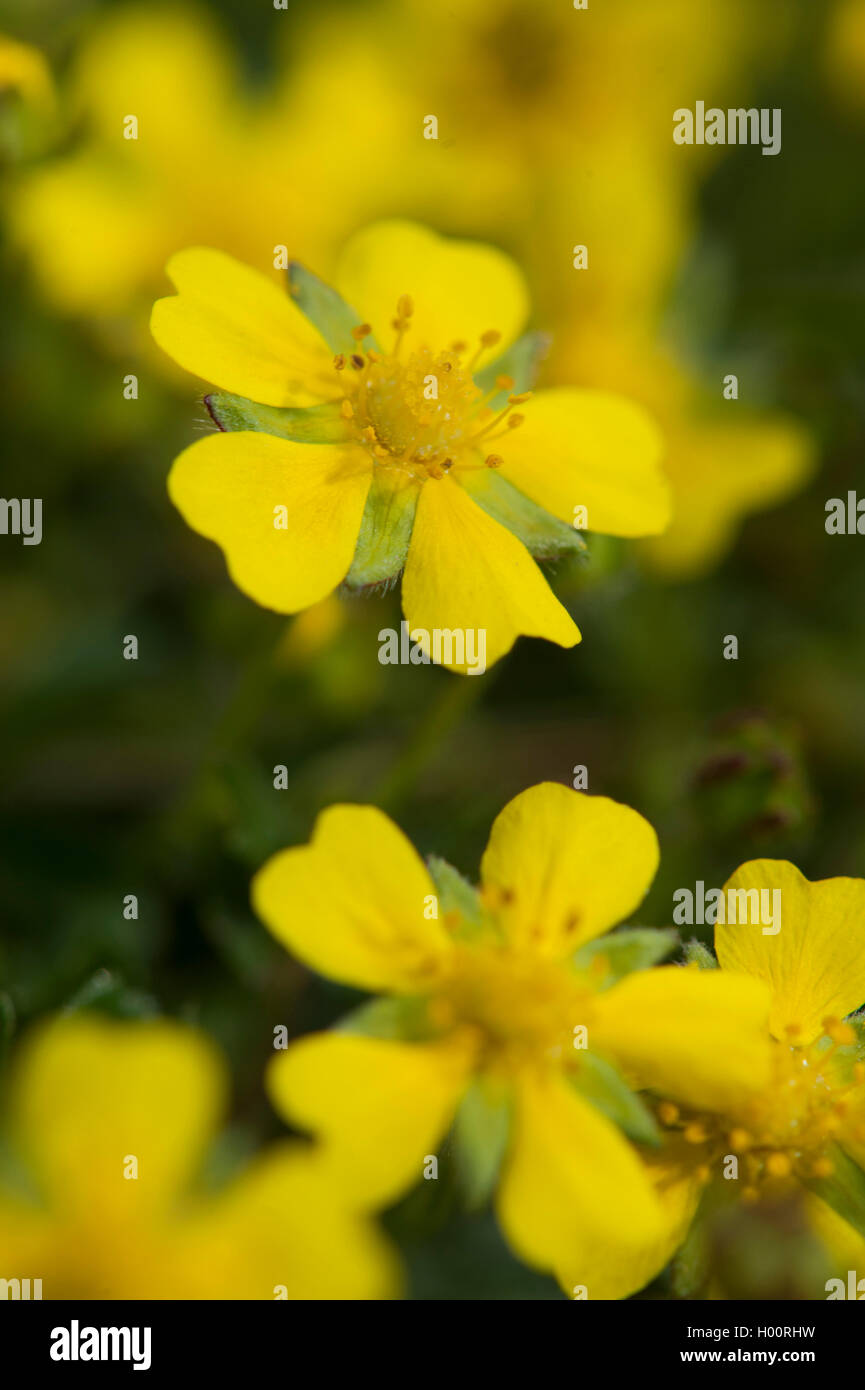 Spring cinquefoil (Potentilla tabernaemontani, Potentilla verna ...