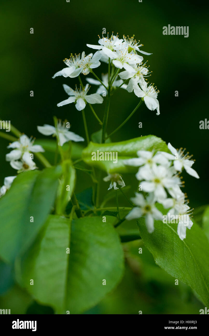 Perfumed cherry, St Lucie cherry, Mahaleb cherry (Prunus mahaleb ...