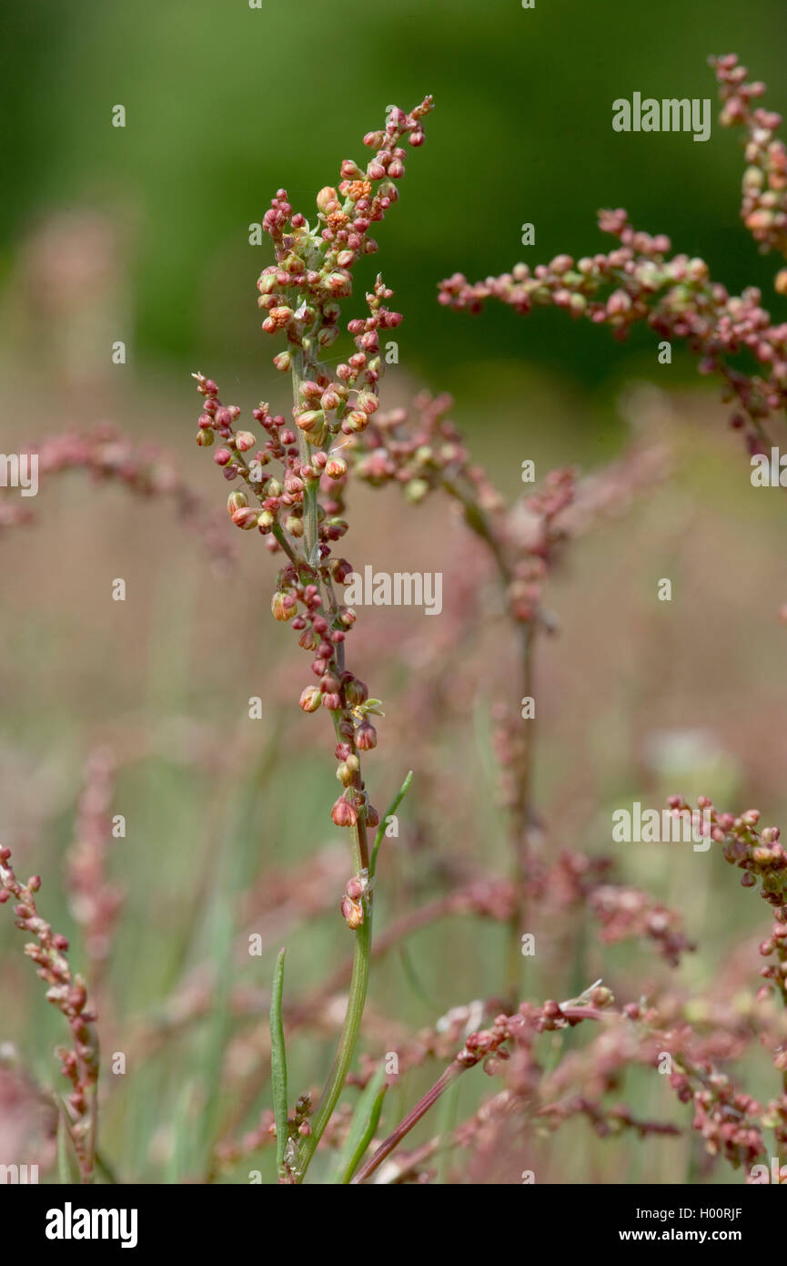 Sheep's Sorrel, Red Sorrel, Sour Weed, Field Sorrel (Rumex acetosella ...
