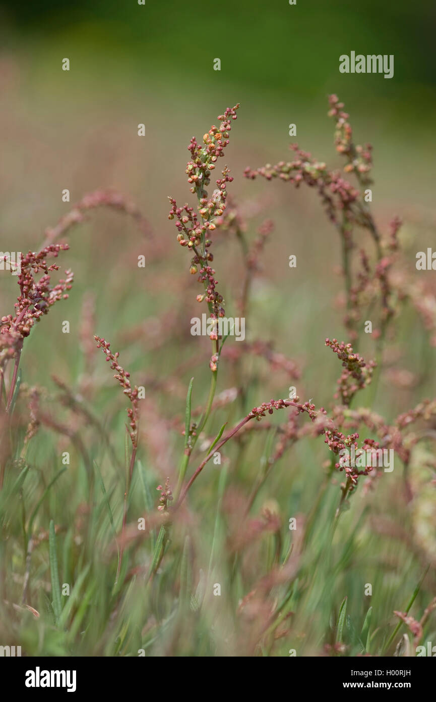 Sheep's Sorrel, Red Sorrel, Sour Weed, Field Sorrel (Rumex acetosella ...