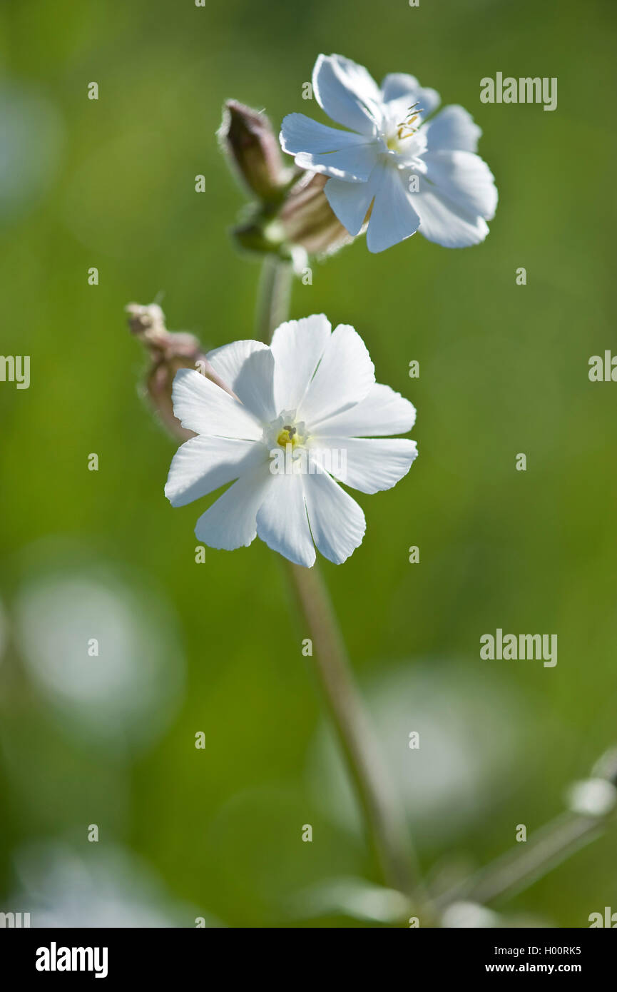 White Campion (Silene latifolia subsp. alba, Silene alba, Silene ...
