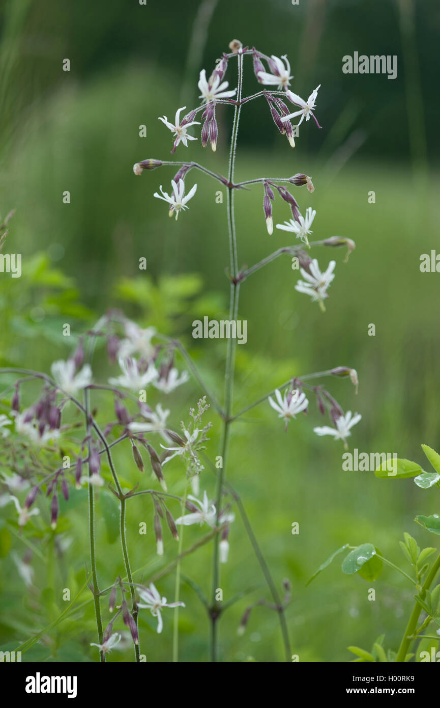 nottingham catchfly (Silene nutans), blooming, Germany Stock Photo - Alamy