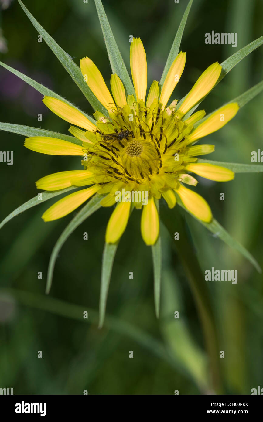 Wild salsify hi-res stock photography and images - Alamy