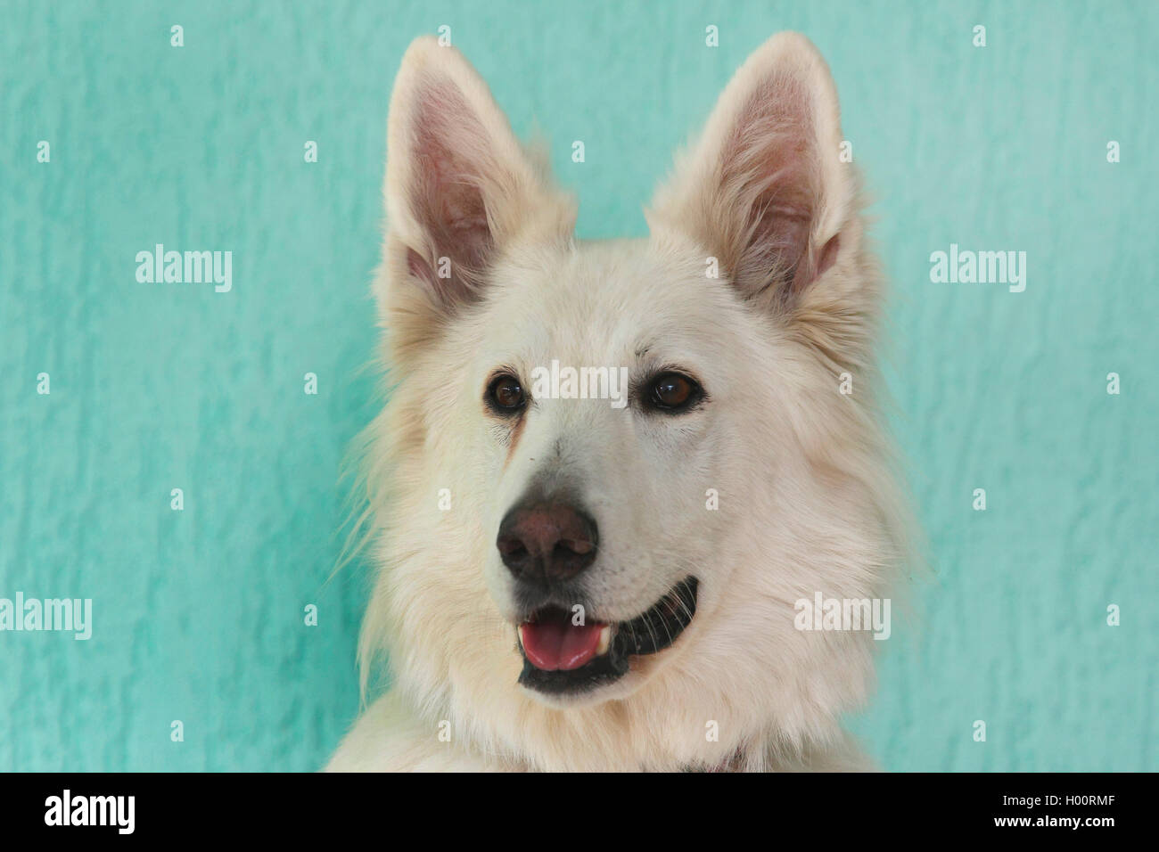 Weisser Schweizer Schaeferhund, Weisser Schaeferhund, Berger Blanc ...