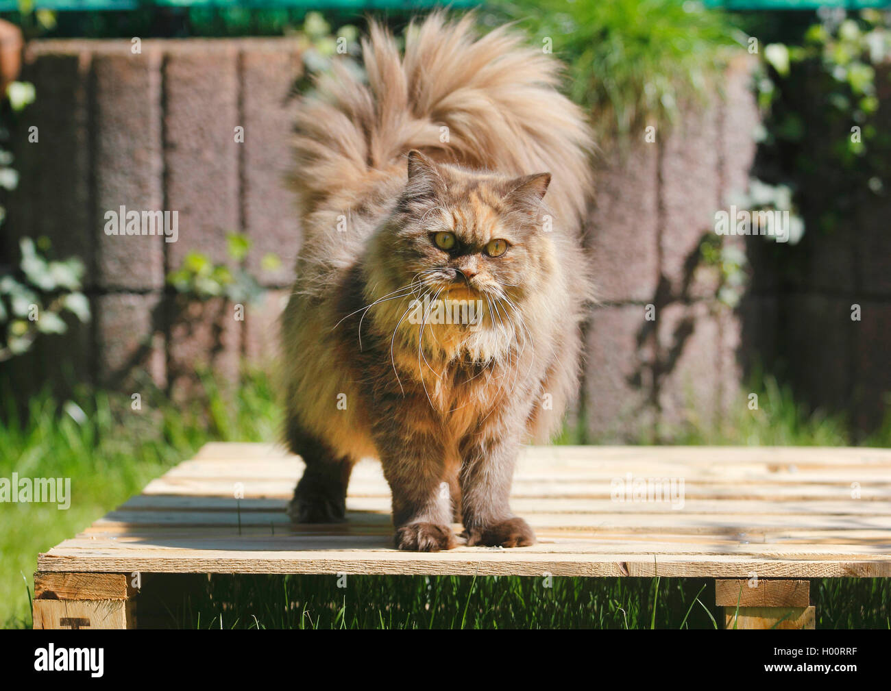 British Longhair, Highlander, Lowlander (Felis silvestris f. catus ...