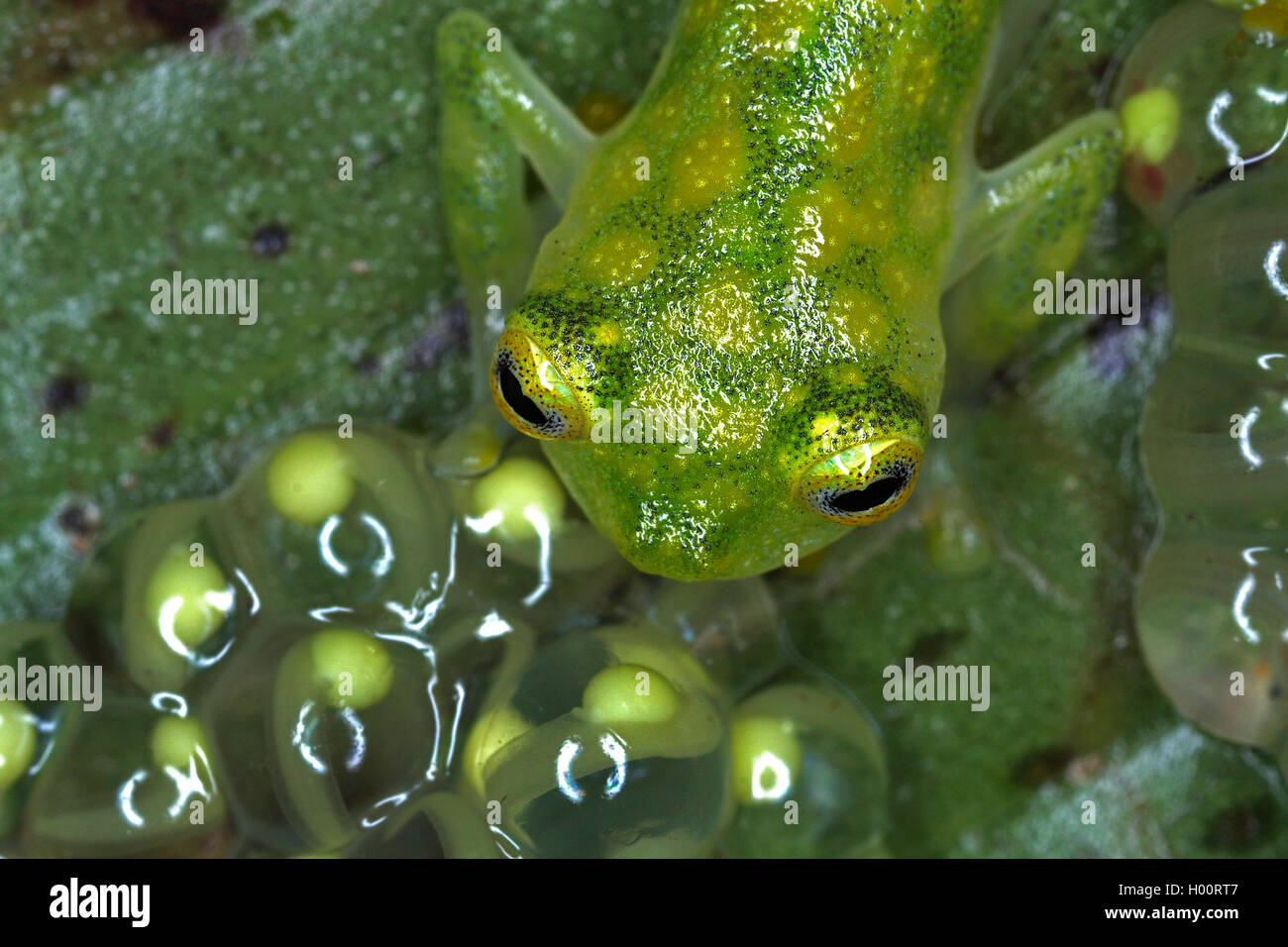 Reticulated Glass frog (Hyalinobatrachium valerioi), with spawn, Costa ...