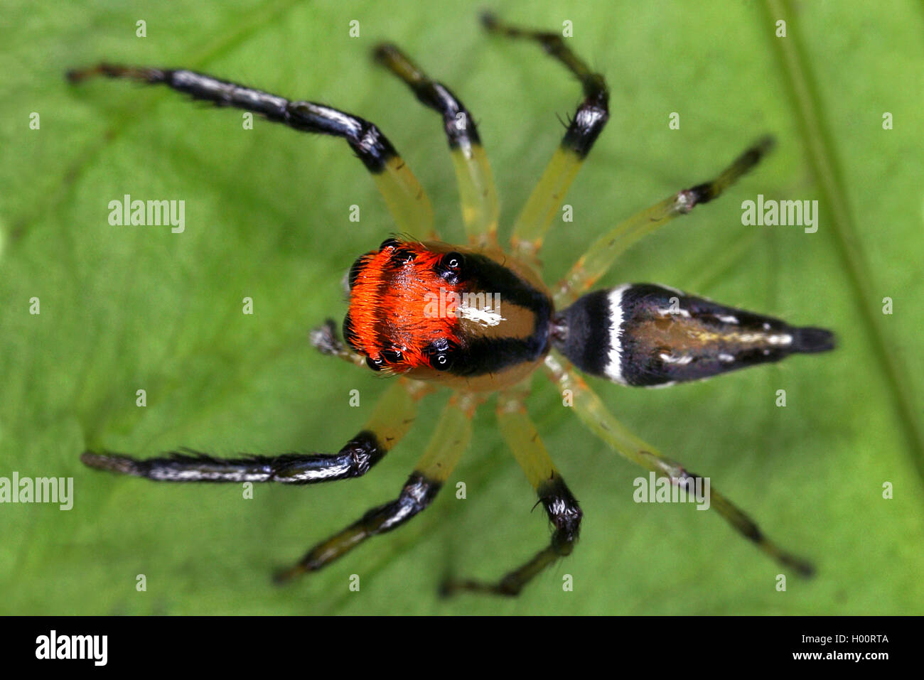 tropical Jumping spider (Hypaeus cf. benignus), sits on a leaf, Costa ...
