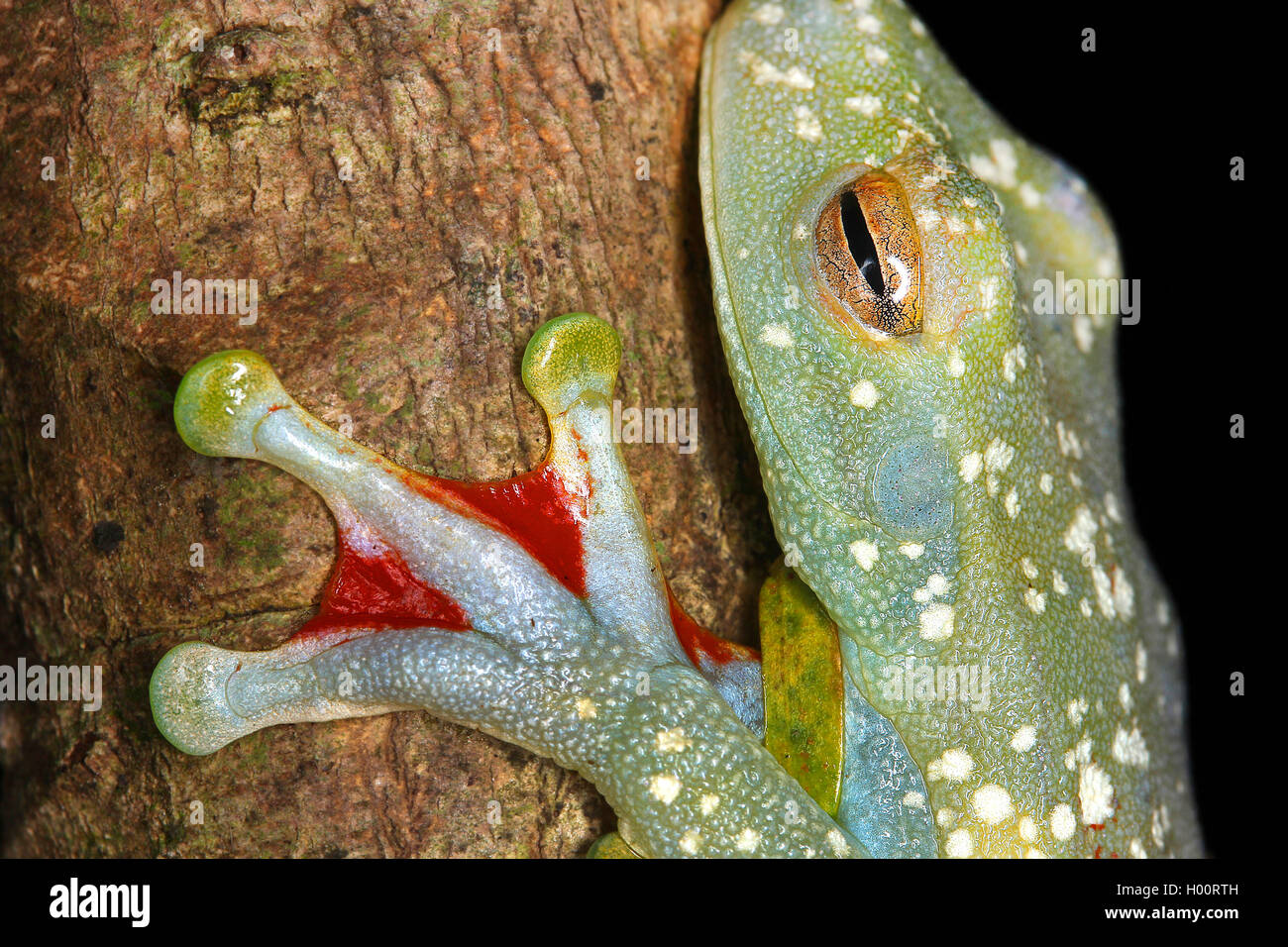 Canal Zone Tree Frog High Resolution Stock Photography and Images - Alamy