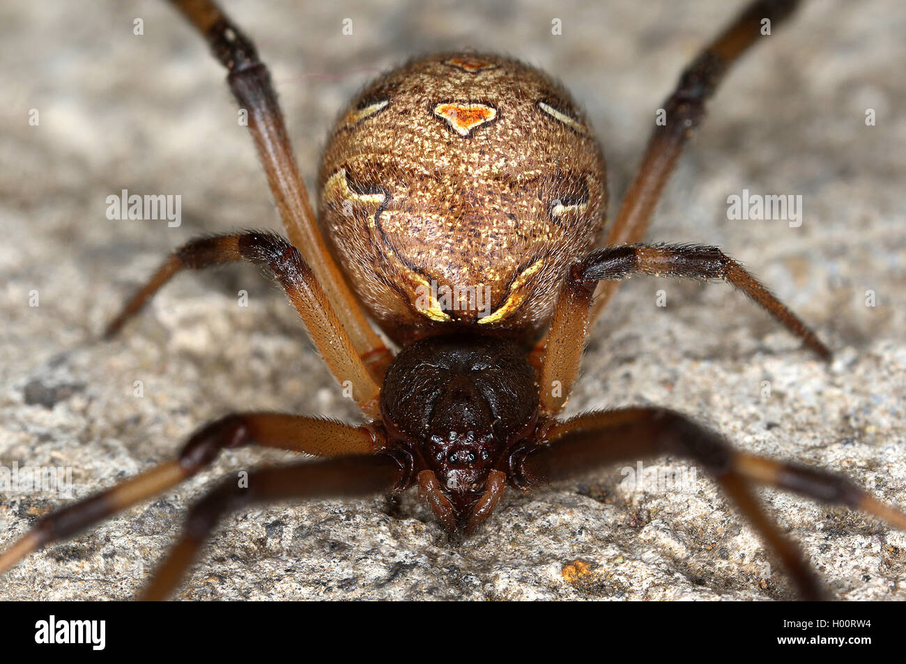 brown widow spider (Latrodectus geometricus), on a stone, Costa Rica ...