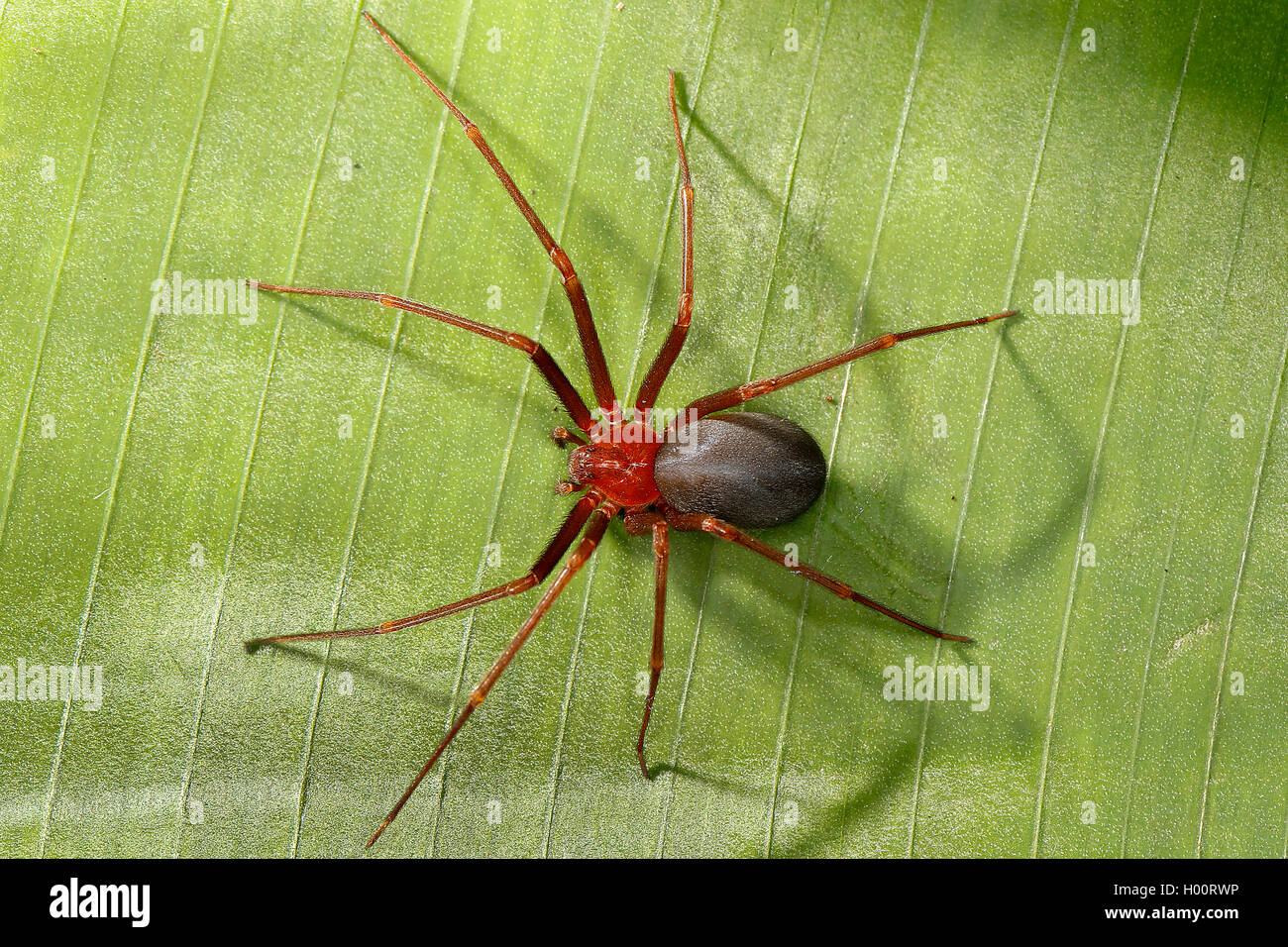 Brown recluse spiders hi-res stock photography and images - Alamy