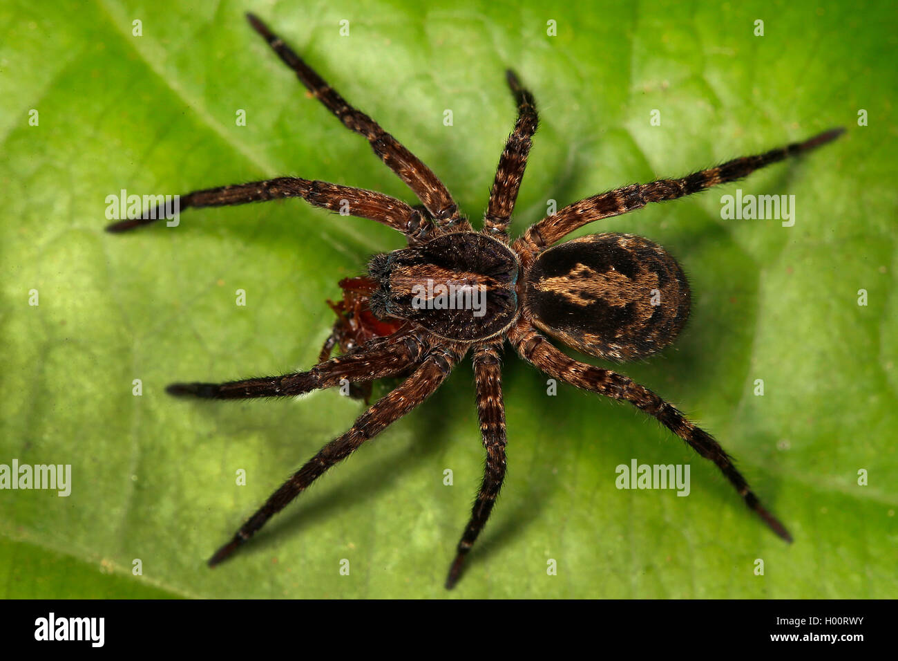 Tropical wolf spider (Lycosidae), sits on a leaf, Costa Rica Stock ...
