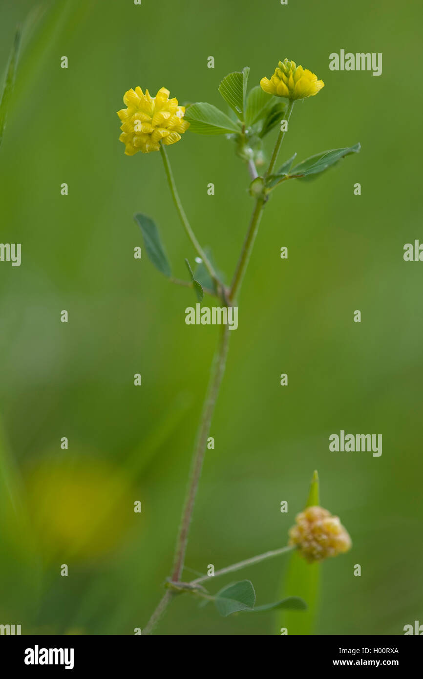 larger hop clover, low hop clover (Trifolium campestre), blooming ...