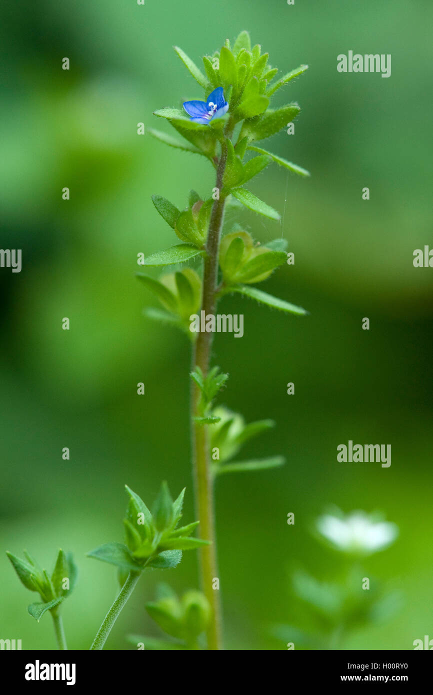 spring speedwell, vernal speedwell (Veronica verna), blooming, Germany ...