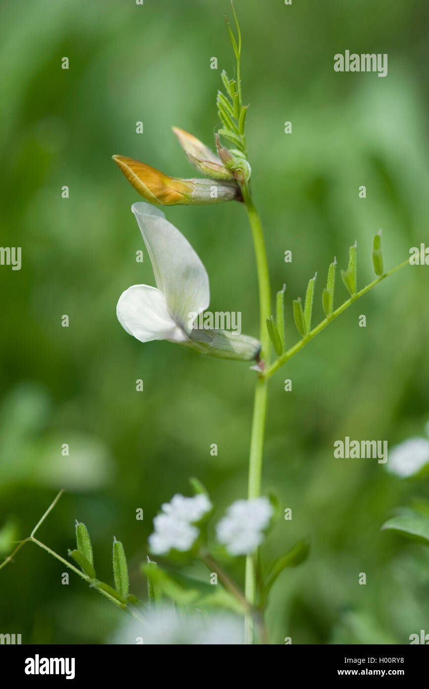 Large yellow vetch (Vicia grandiflora), blooming, Germany, Sandwiese ...