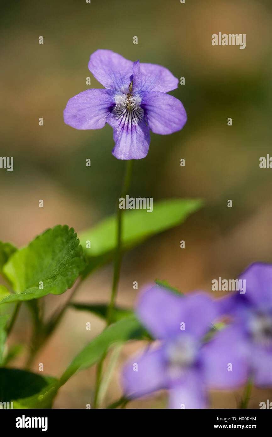 Bavarian violet (Viola bavarica, Viola x bavarica), flower, Germany ...