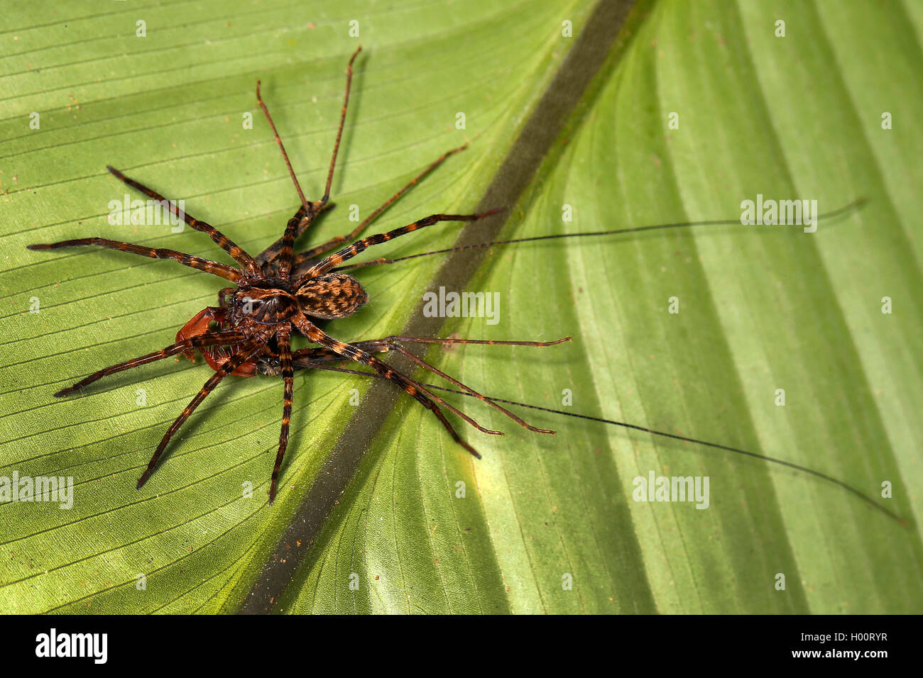 wolf spider (Lycosidae), caught a tailless whipscorpion, Seychelles ...