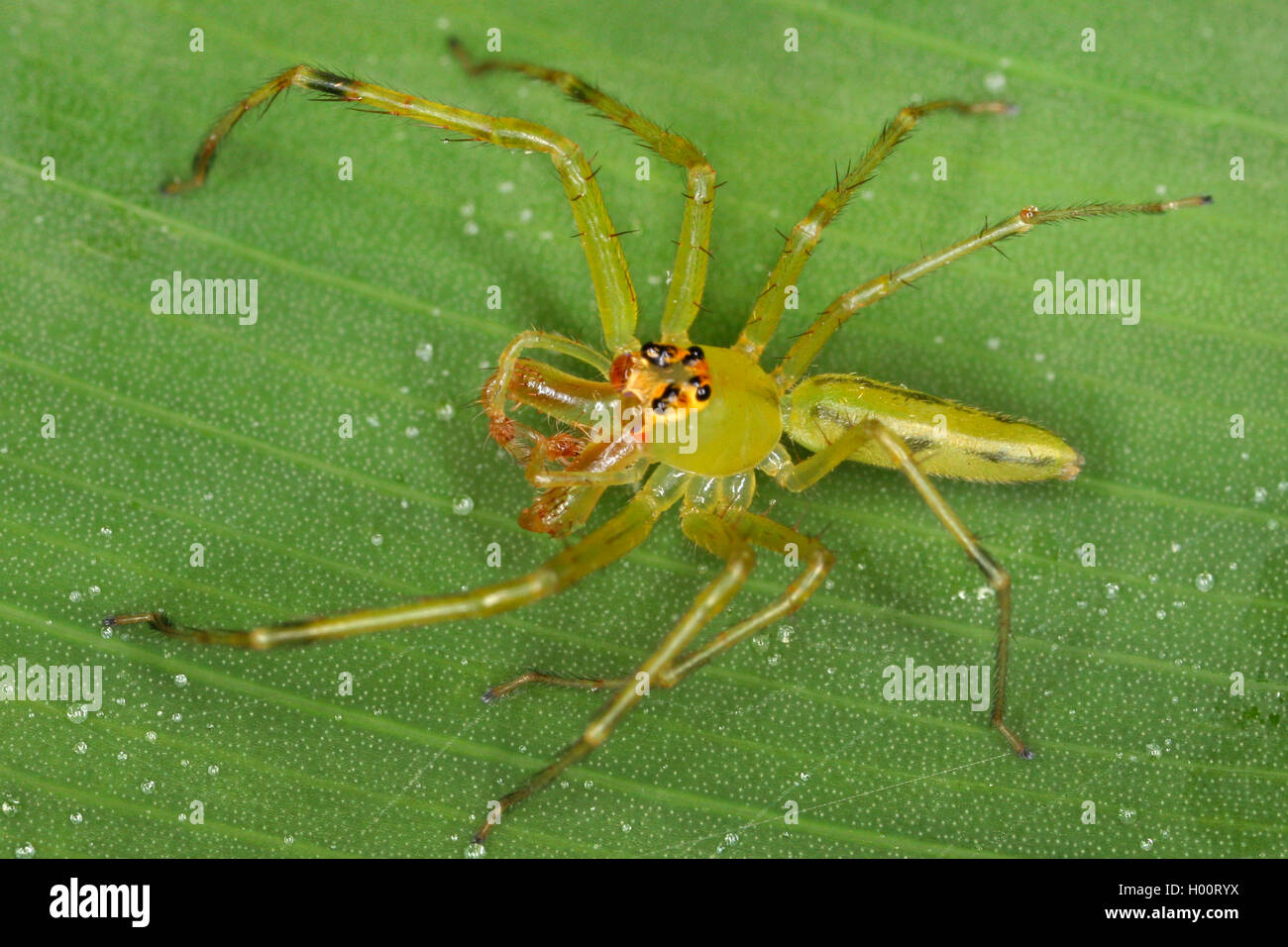 Jumping spider (Lyssomanes spec.), male, Costa Rica Stock Photo - Alamy