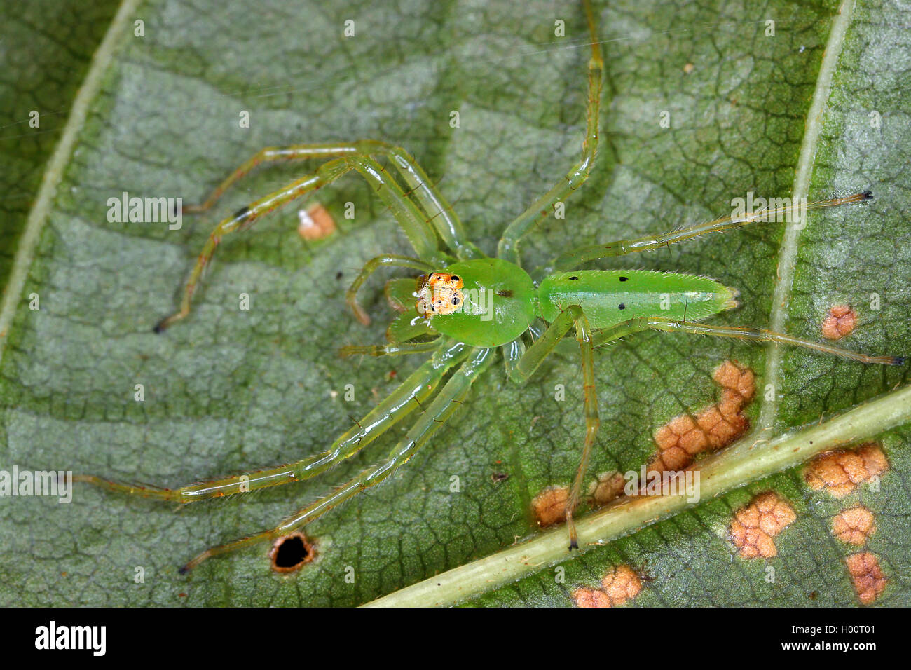 Spiders from costa rica hi-res stock photography and images - Alamy