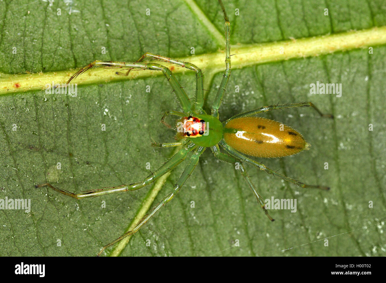 Jumping spider (Lyssomanes spec.), male, Costa Rica Stock Photo - Alamy