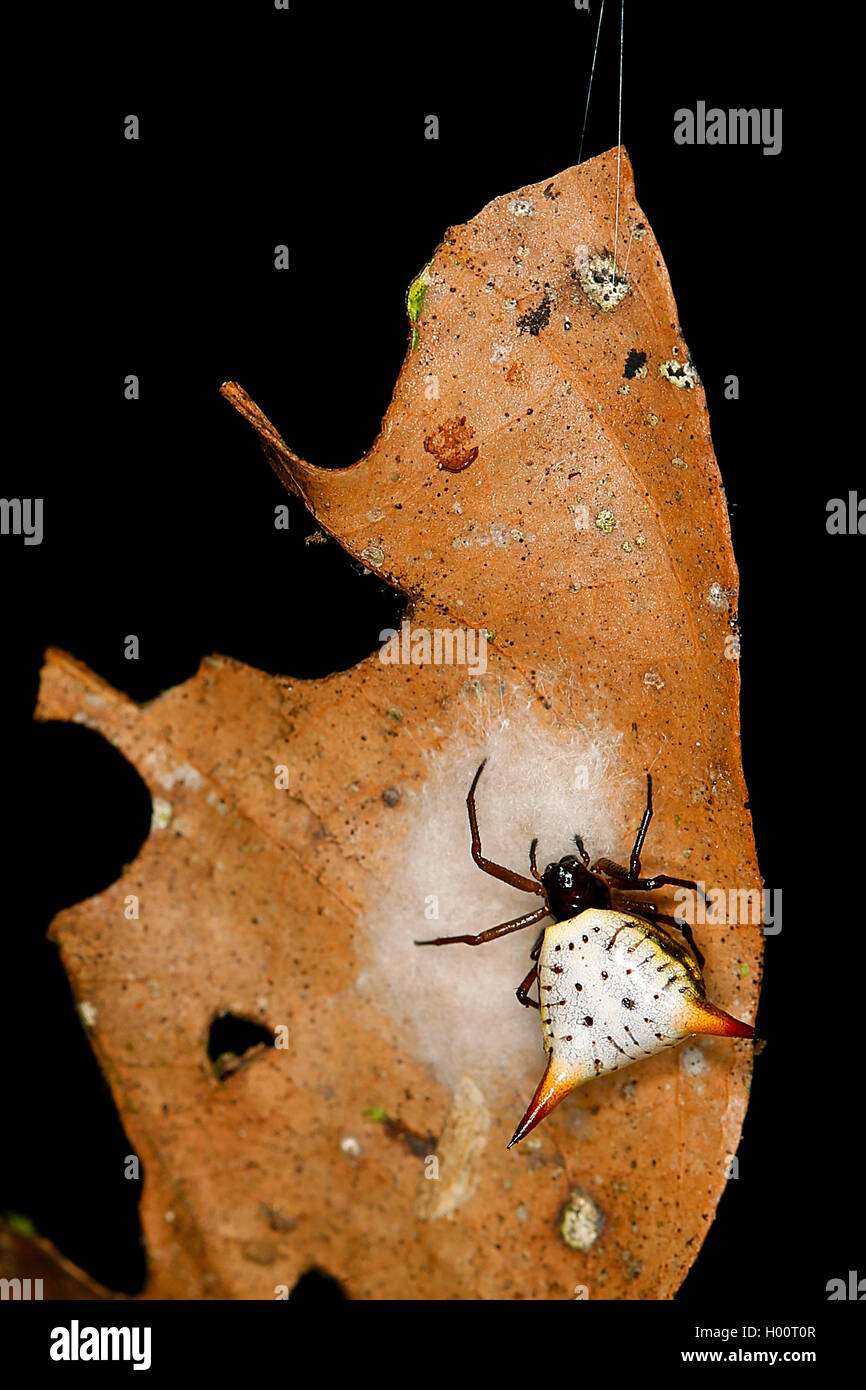Tropische Radnetzspinne, Micrathena (Micrathena spec.), mit Gespinst ...