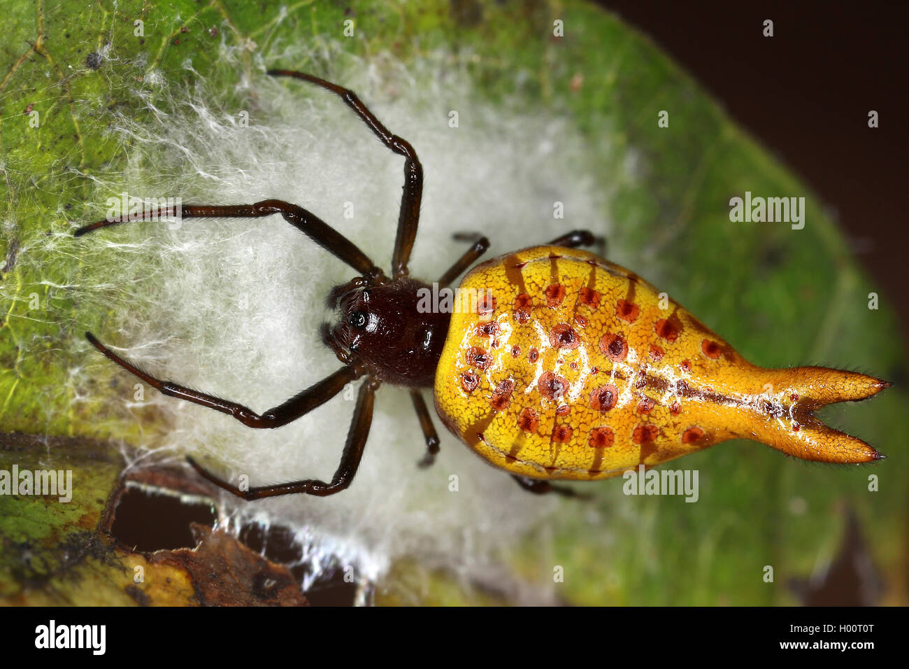 Tropische Radnetzspinne, Micrathena (Micrathena spec.), mit Gespinst ...