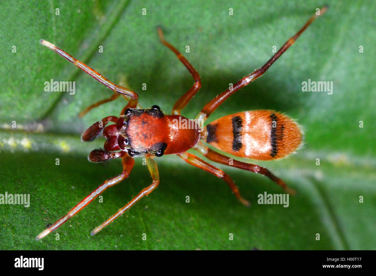 Costa rica jumping spider on hi-res stock photography and images - Alamy