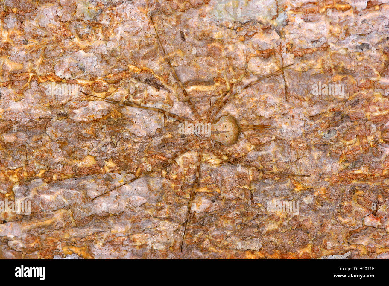 Tree trunk spider (Neotama spec.), at a tree trunk, Costa Rica Stock ...