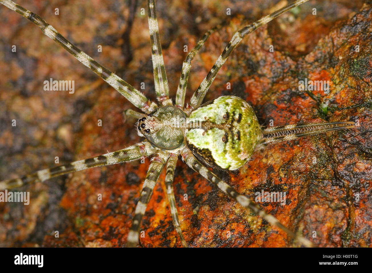 Tree trunk spider (Neotama spec.), at a tree trunk, Costa Rica Stock ...