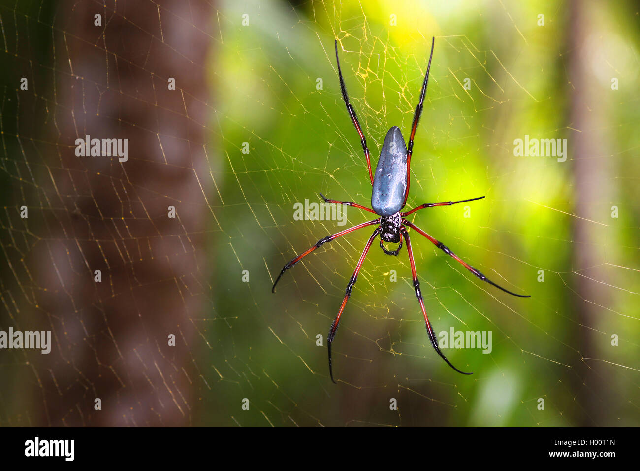 Seidenspinne, Nephila inaurita (Nephila inaurita), in ihrem Netz, Costa ...