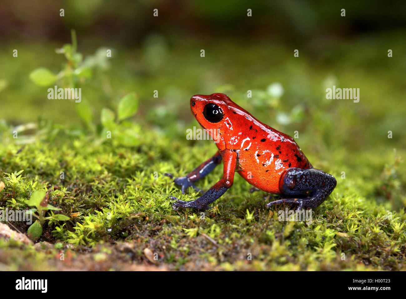 Red And Blue Poison Dart Frog