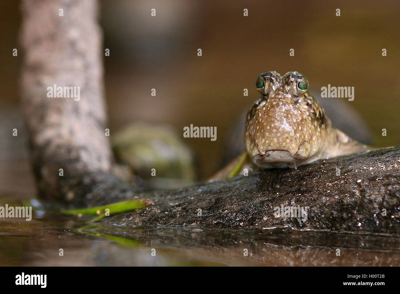 Common Mudskipper (Periophthalmus kalolo), Portrait, Seychelles Stock ...